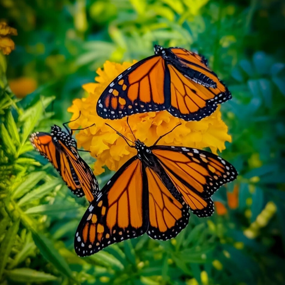 A Sanctuary of Hope – The Hallie Christine Jackson Butterfly Sanctuary ...