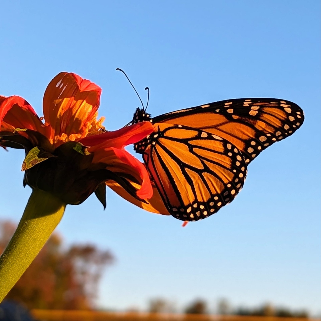 A Sanctuary of Hope – The Hallie Christine Jackson Butterfly Sanctuary ...